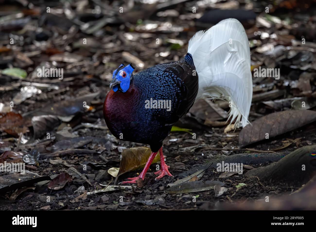 Nature wildlife of Bulwer's Pheasant rare endemic big bird of Sabah ...
