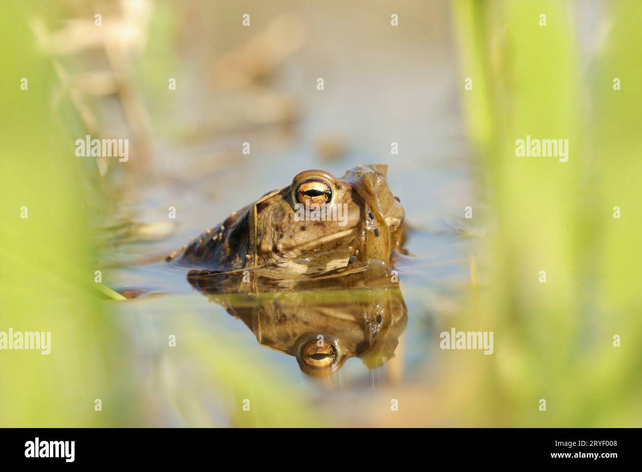 Frog mating season single frog hi-res stock photography and images - Alamy