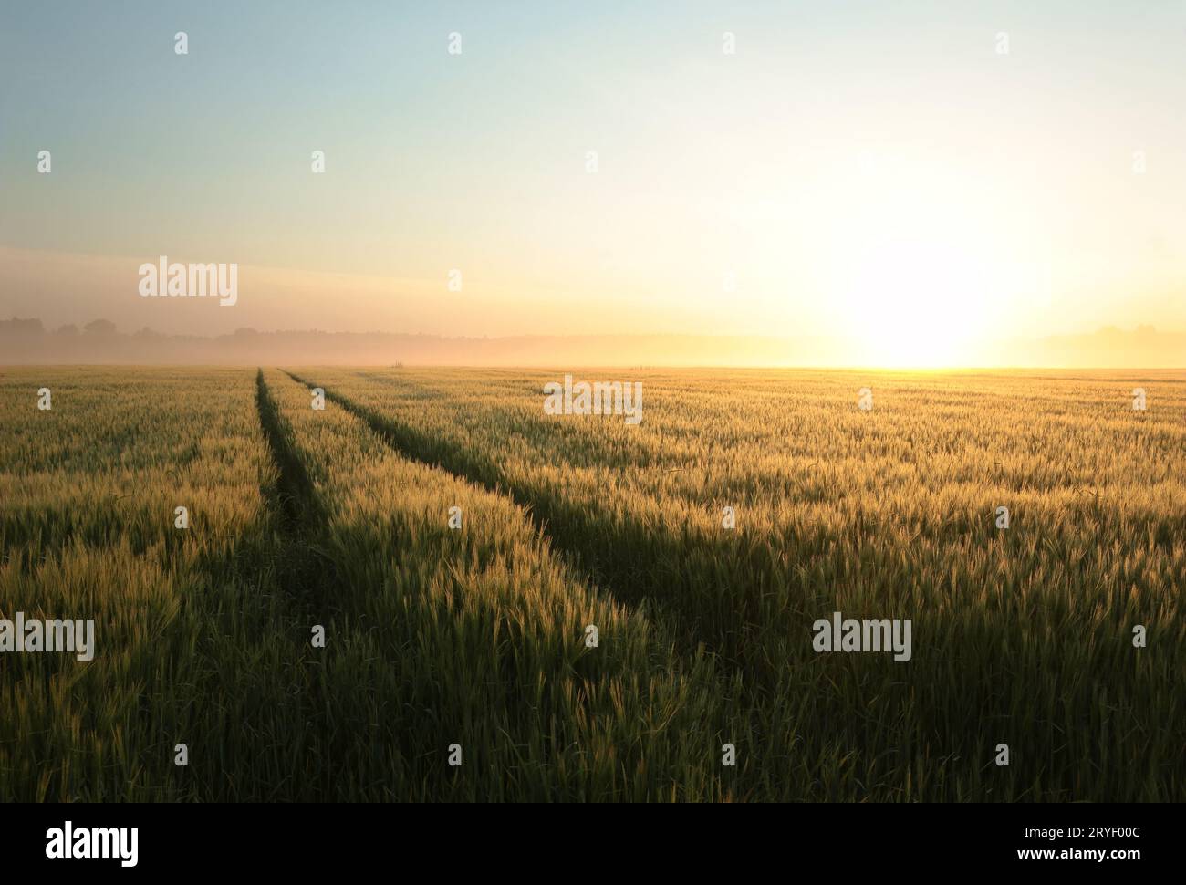 Fog over corn field hi-res stock photography and images - Alamy