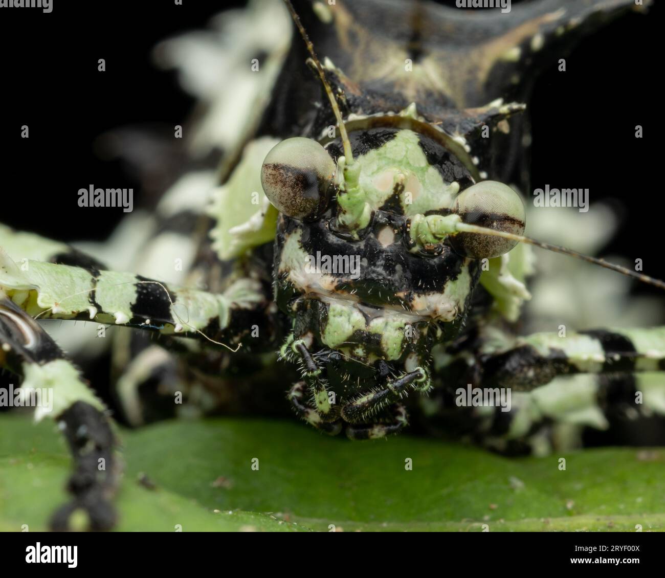 Nature wildlife image of Trachyzulpha Katydid or scientifically known ...