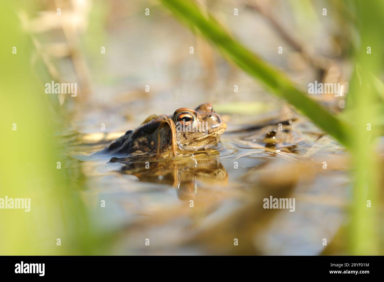 Frog in a pond Stock Photo - Alamy