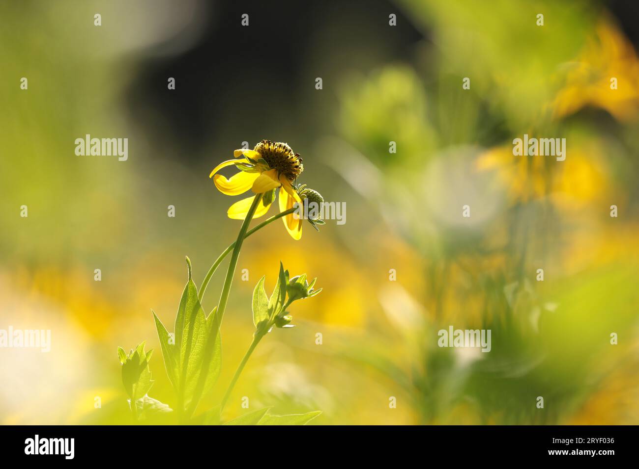 Cutleaf coneflower hi-res stock photography and images - Alamy