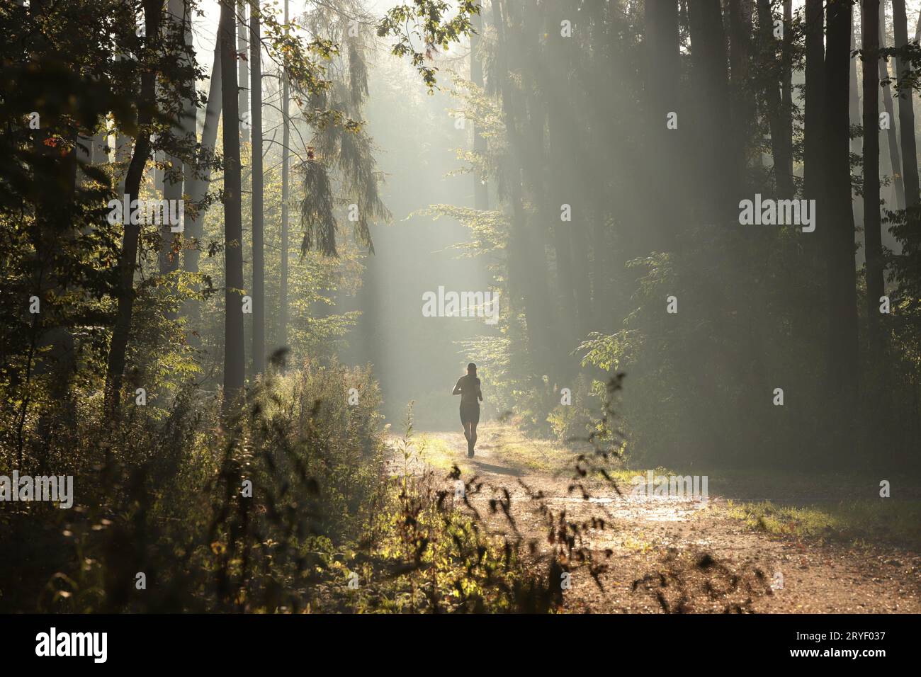 Man running sunrise foggy forest hi-res stock photography and images ...