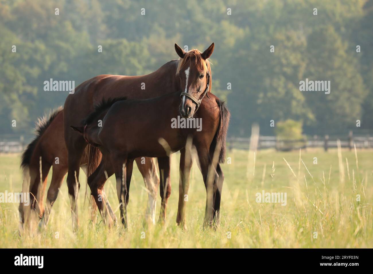 The mare feeds the foal Stock Photo - Alamy