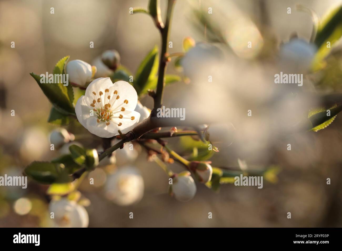 Vivid spring colors hi-res stock photography and images - Alamy