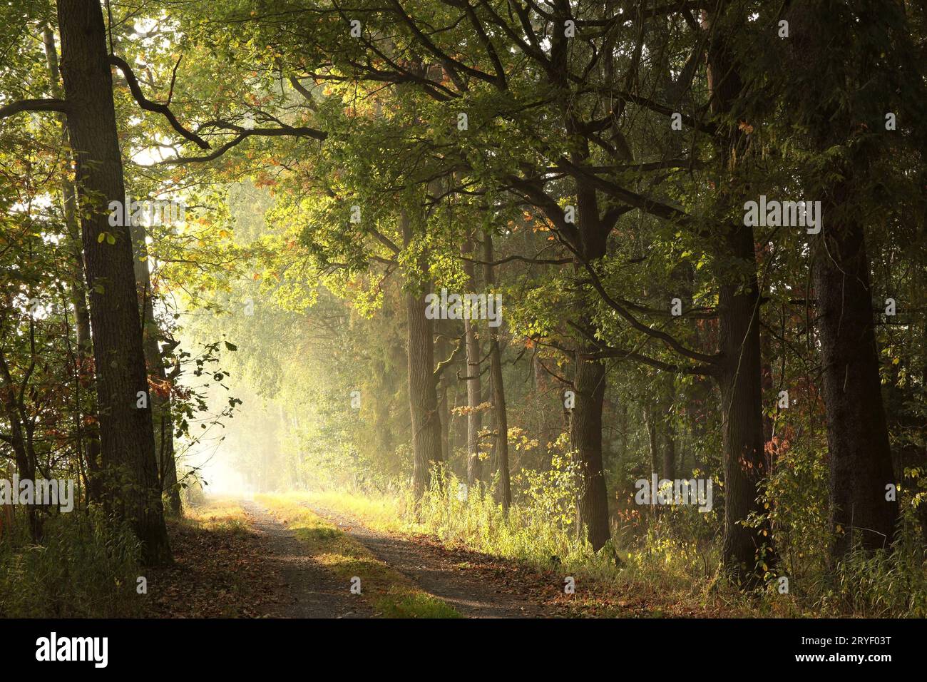 Forest sunrise colors hi-res stock photography and images - Alamy