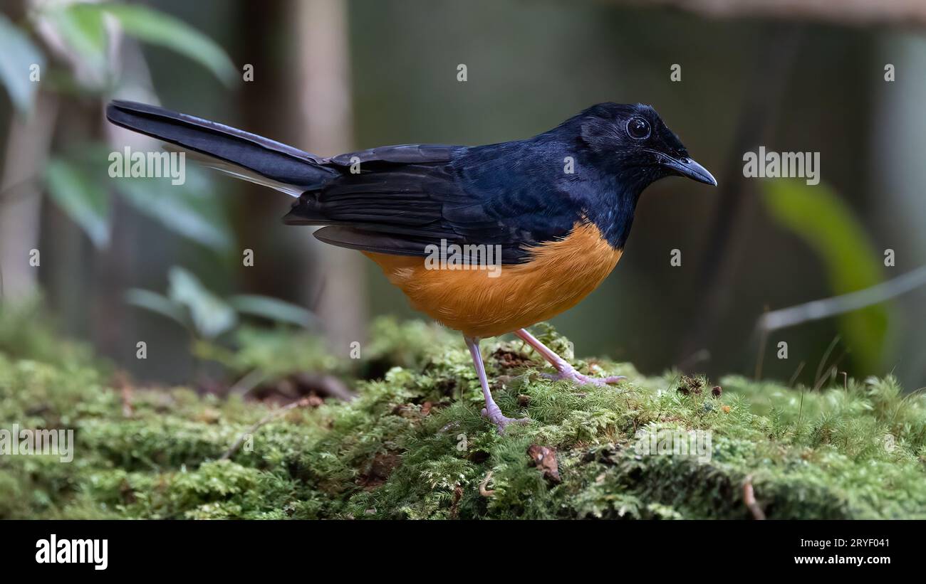 Nature wildlife image of White crown shama on nature rainforest jungle ...