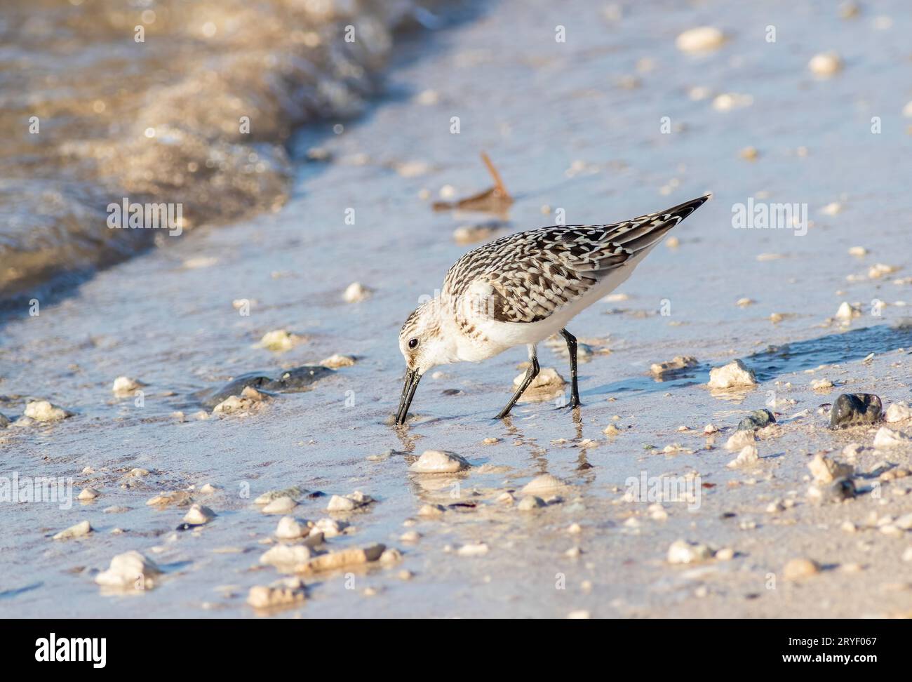 A sanderling feeding on the beach at the waters edge Stock Photo - Alamy