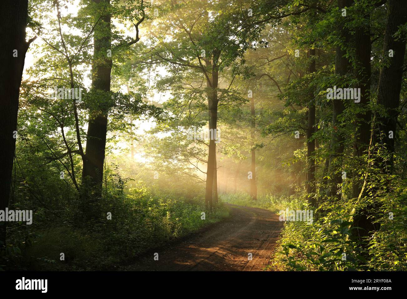 Lush green forest during spring hi-res stock photography and images - Alamy