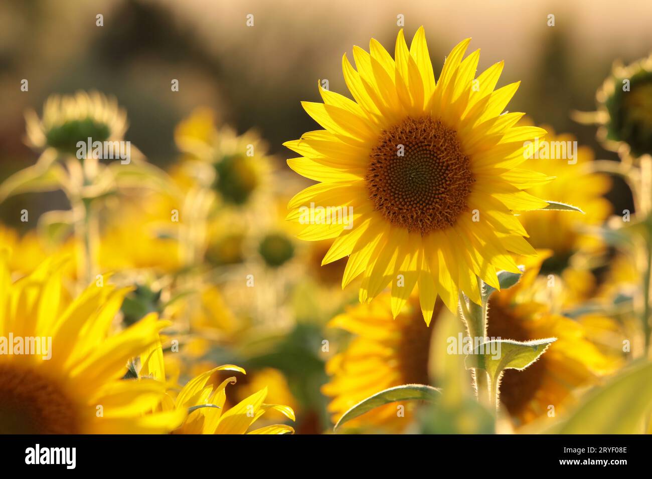 Sunflower outdoors hi-res stock photography and images - Alamy