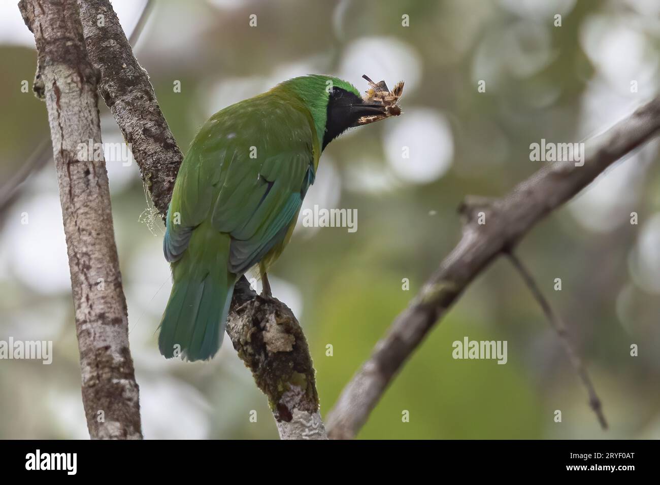 Nature wildlife of Bornean leafbird endemic bird of Borneo perching on ...