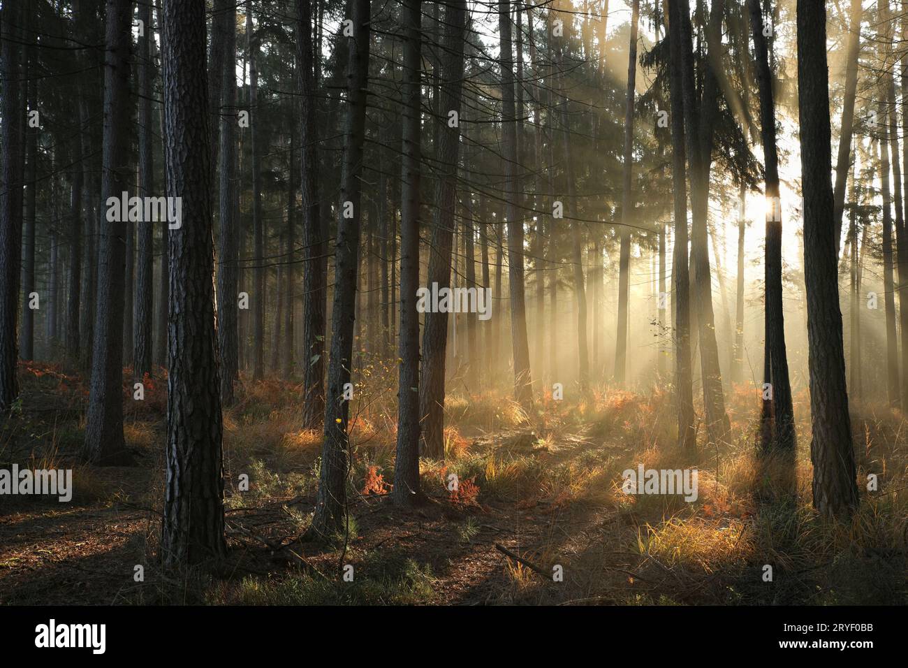 Vibrant dawn forest hi-res stock photography and images - Alamy