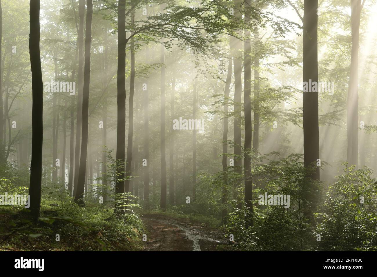 Spring woodland environment hi-res stock photography and images - Alamy
