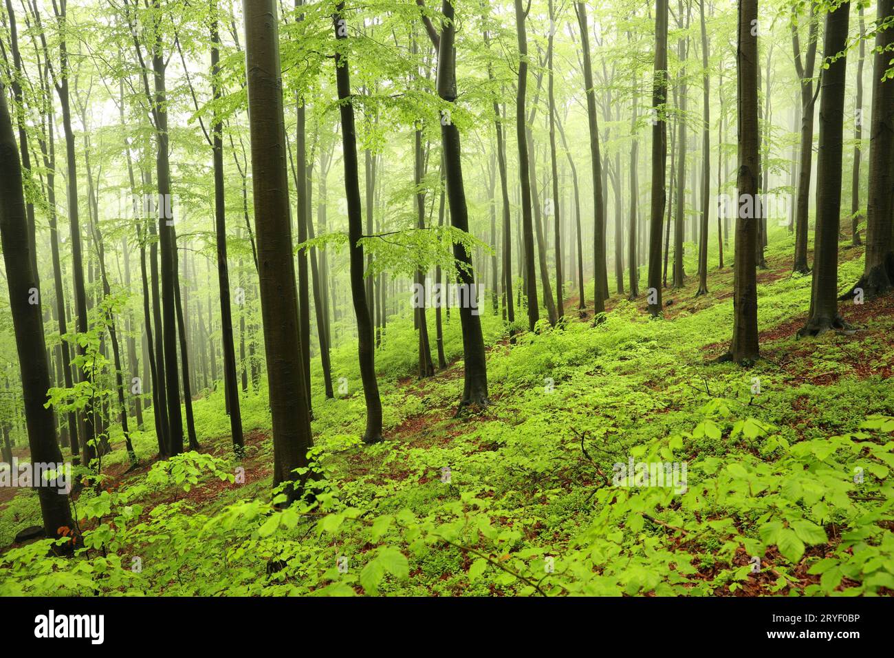 Grove of spring beech trees hi-res stock photography and images - Alamy