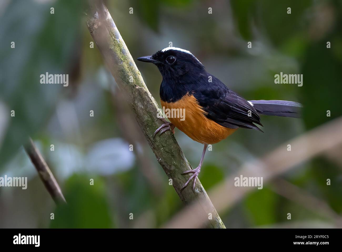 Nature wildlife image of White crown shama on nature rainforest jungle ...