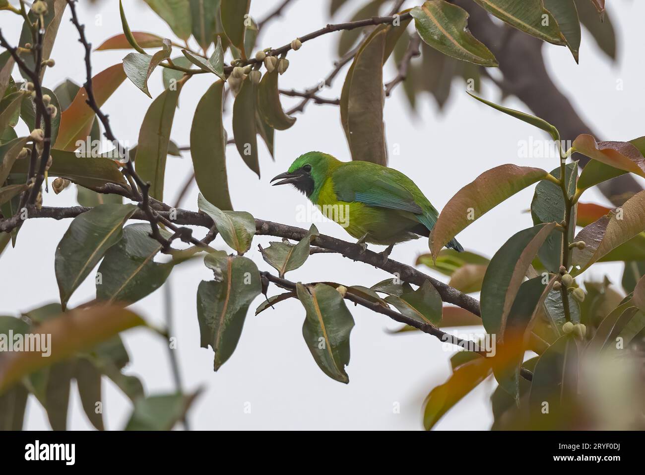 Nature wildlife of Bornean leafbird endemic bird of Borneo perching on ...