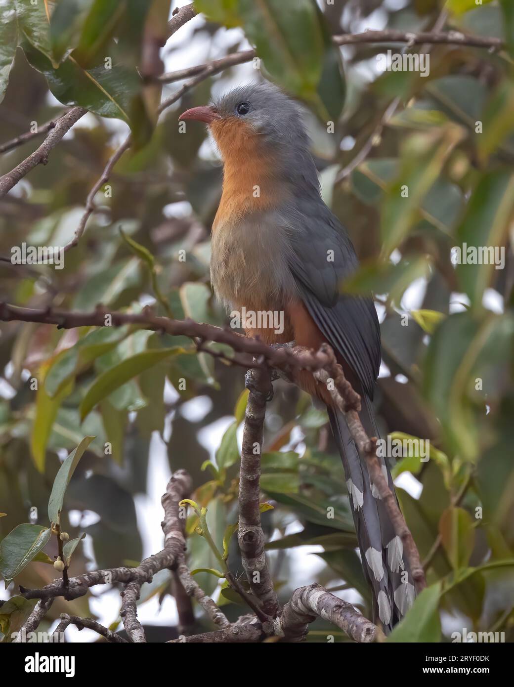 Nature wildlife image of Red-billed Malkoha bird shot in Sabah, Borneo ...