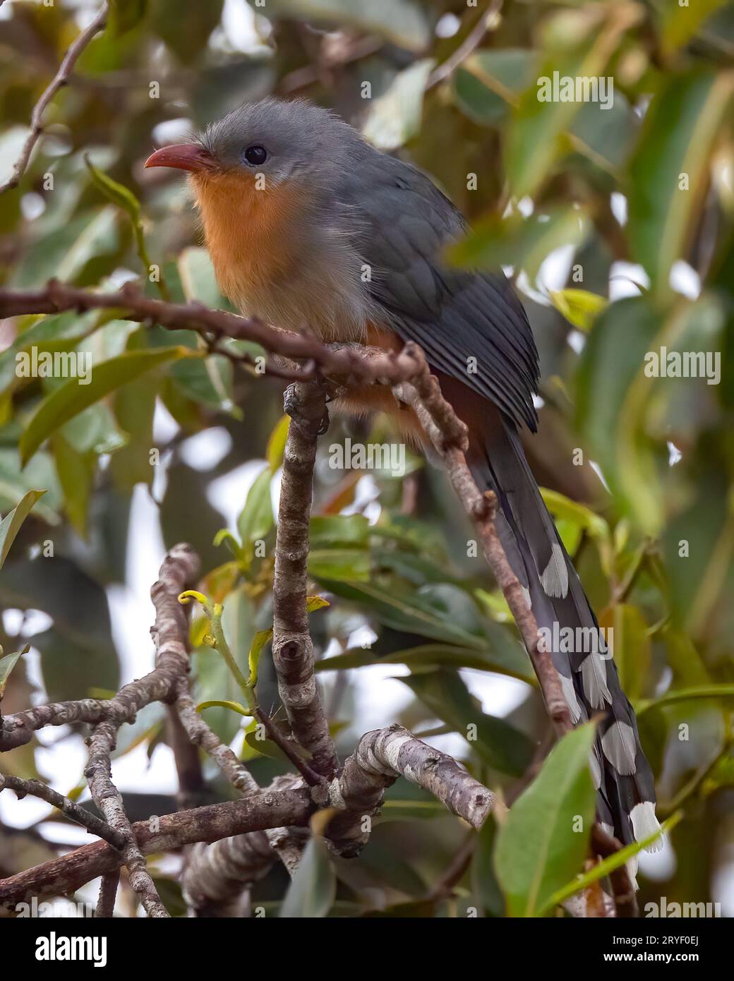 Nature wildlife image of Red-billed Malkoha bird shot in Sabah, Borneo ...