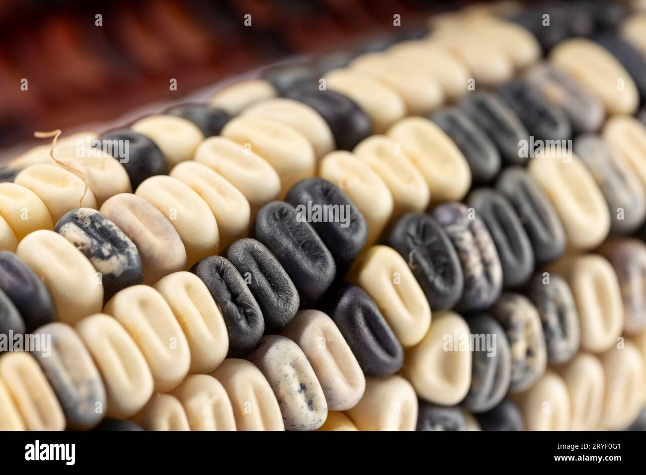 Raw maize hi-res stock photography and images - Alamy
