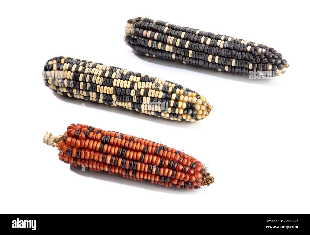 Variety of cobs of corn isolated on white background. Raw maize Stock ...