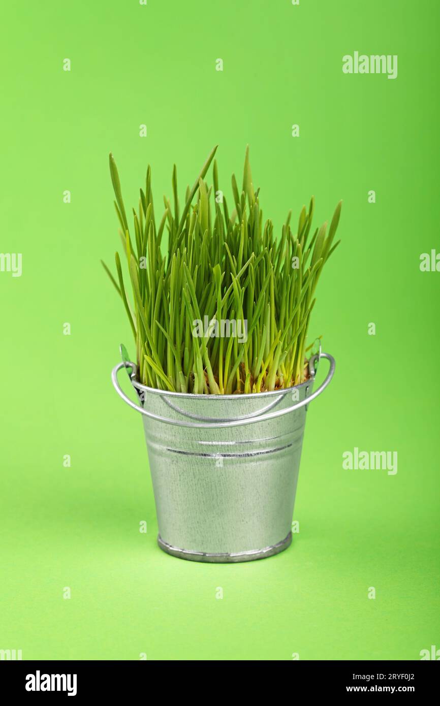 Bucket spring hi-res stock photography and images - Alamy