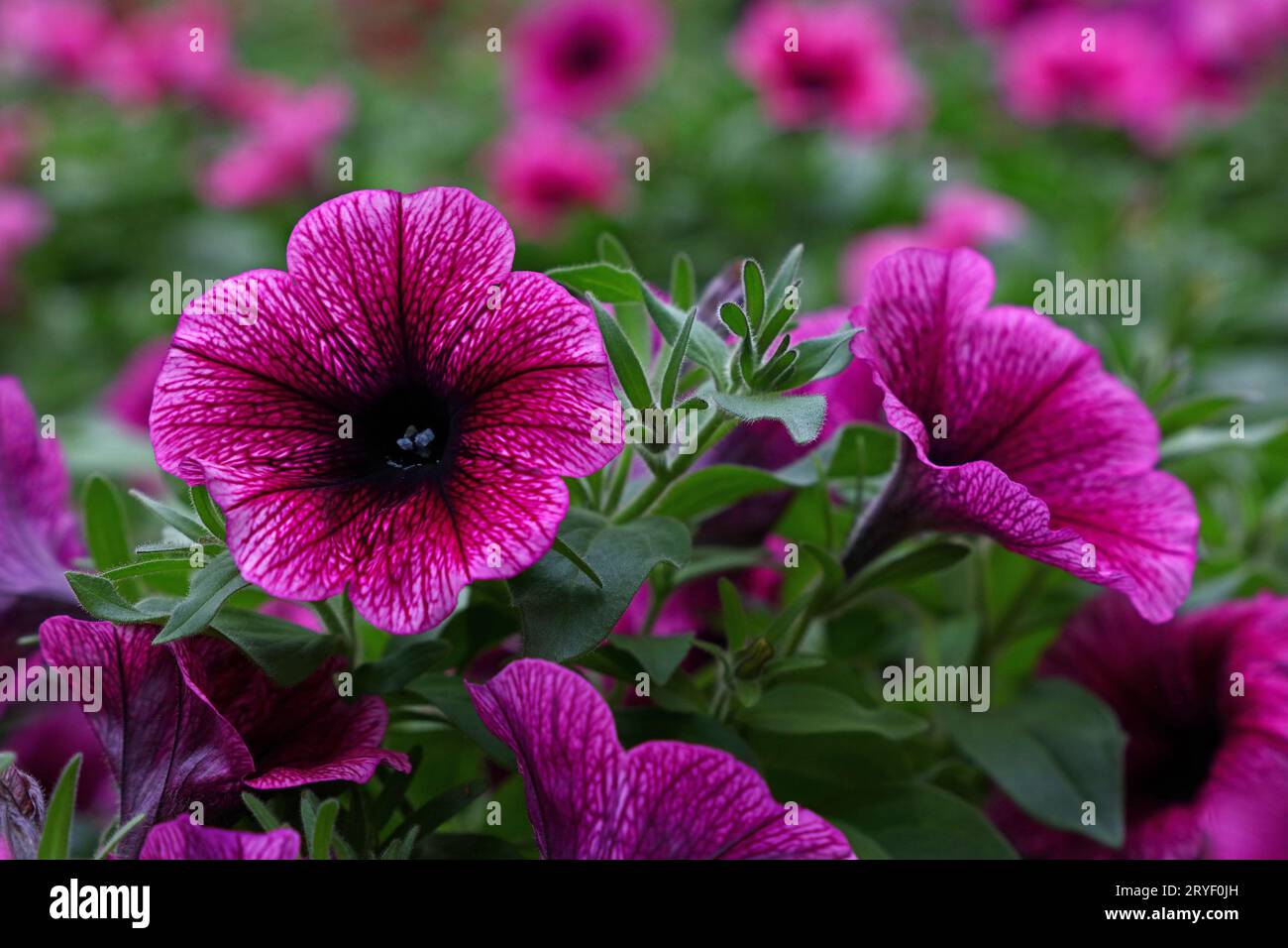 Spring petunia hi-res stock photography and images - Alamy