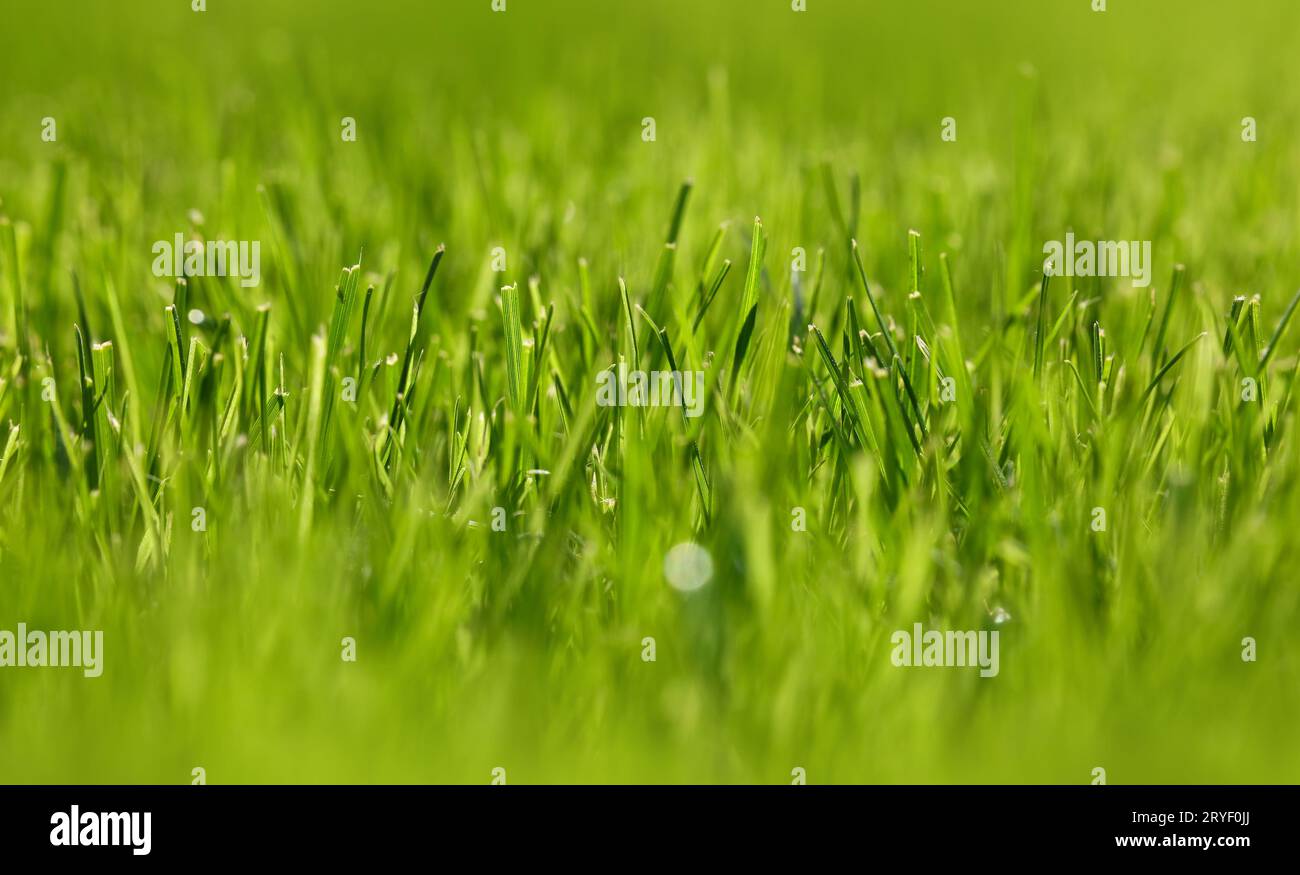 Spring grass low angle hi-res stock photography and images - Alamy