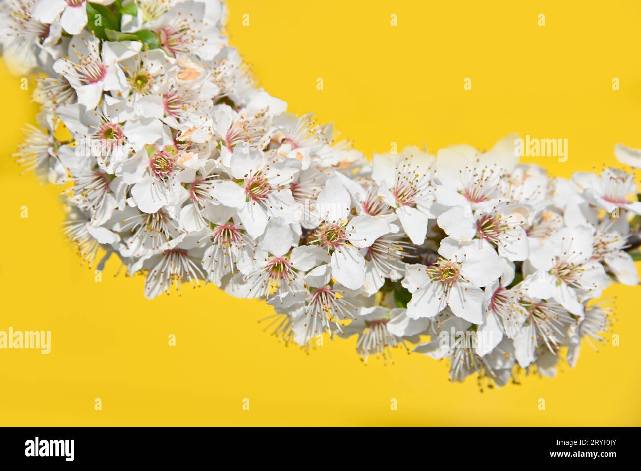 Close up cherry branch white hi-res stock photography and images - Alamy