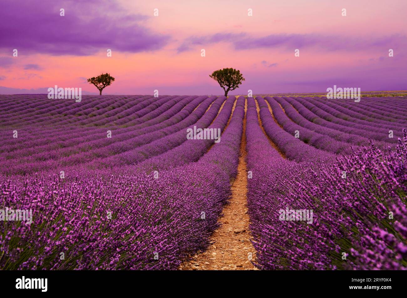 Lavender field landscape sunset hi-res stock photography and images - Alamy