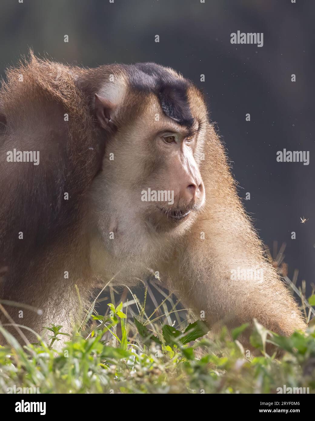 Nature wildlife of huge Pigtail Macaque find moth as food on nature ...