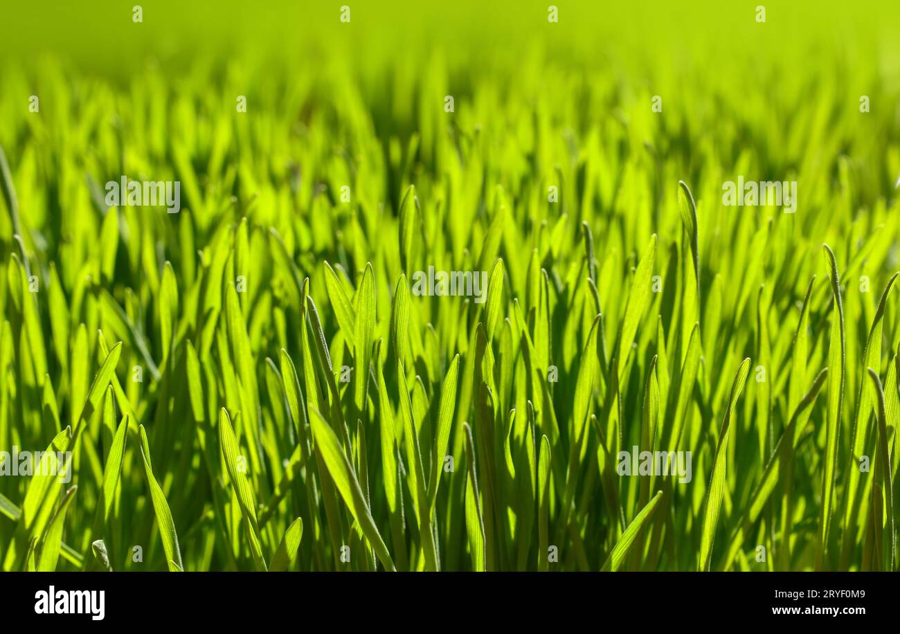 Sprouts spring green grass background hi-res stock photography and ...