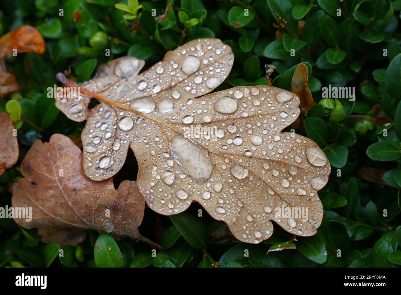 Rain drops ground oak tree hi-res stock photography and images - Alamy