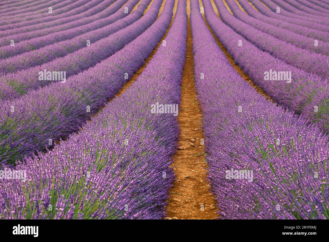 Purple lavender field of Provence Stock Photo - Alamy