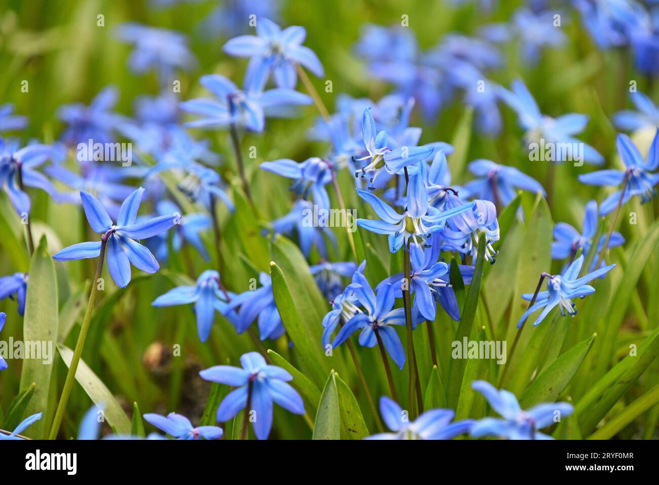 Close up field of blue spring Scilla flowers Stock Photo - Alamy