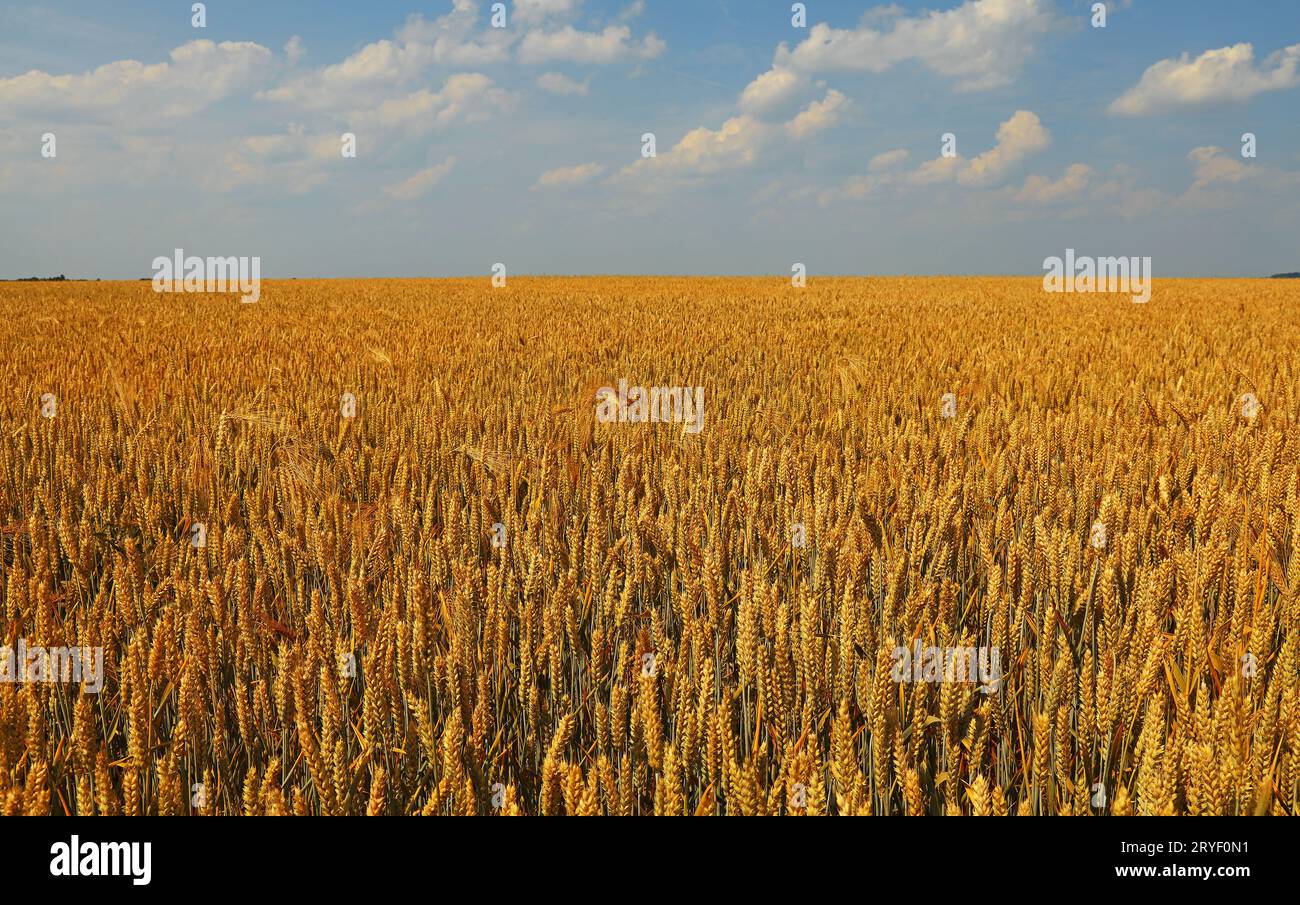 Yellow wheat field blue hi-res stock photography and images - Alamy