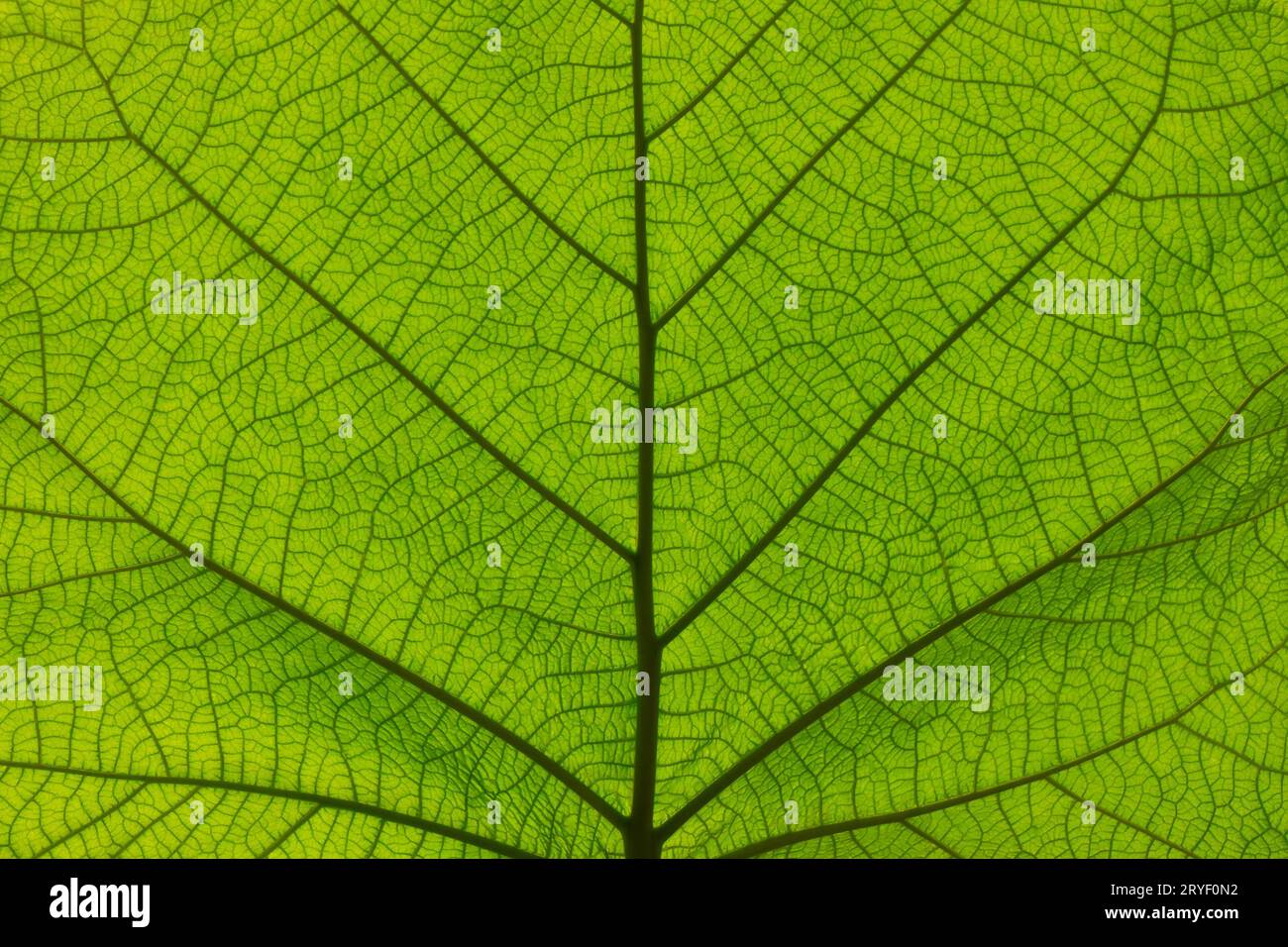 Extreme close up leaf hi-res stock photography and images - Alamy