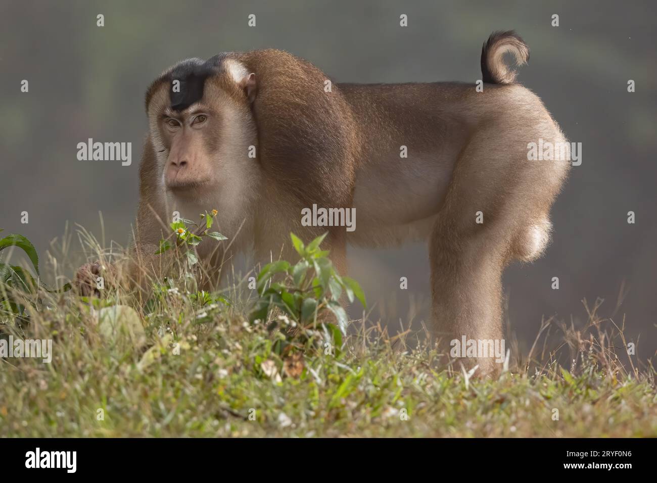 Nature wildlife of huge Pigtail Macaque find moth as food on nature ...
