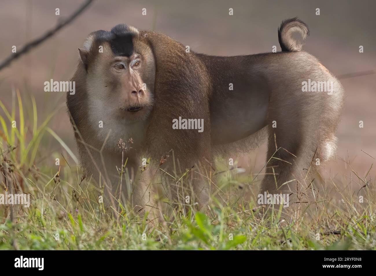 Nature wildlife of huge Pigtail Macaque find moth as food on nature ...