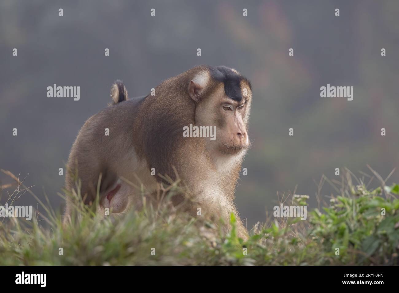 Nature wildlife of huge Pigtail Macaque find moth as food on nature ...