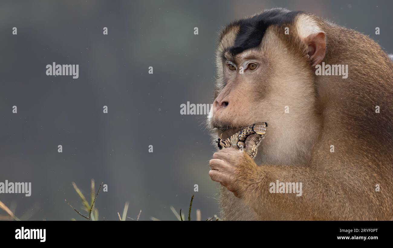 Nature wildlife of huge Pigtail Macaque find moth as food on nature ...