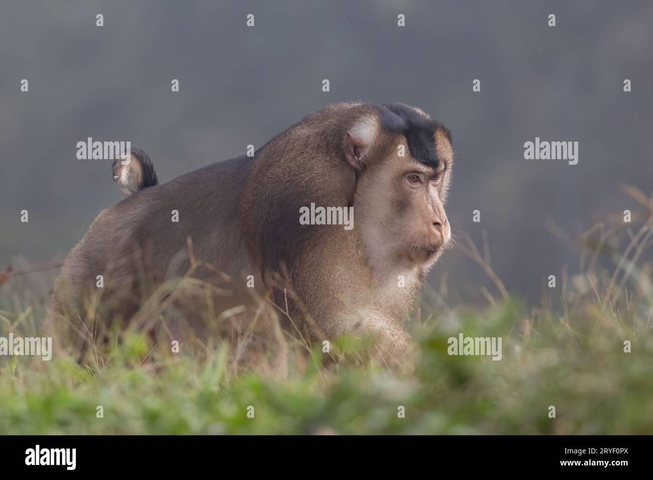 Nature wildlife of huge Pigtail Macaque find moth as food on nature ...