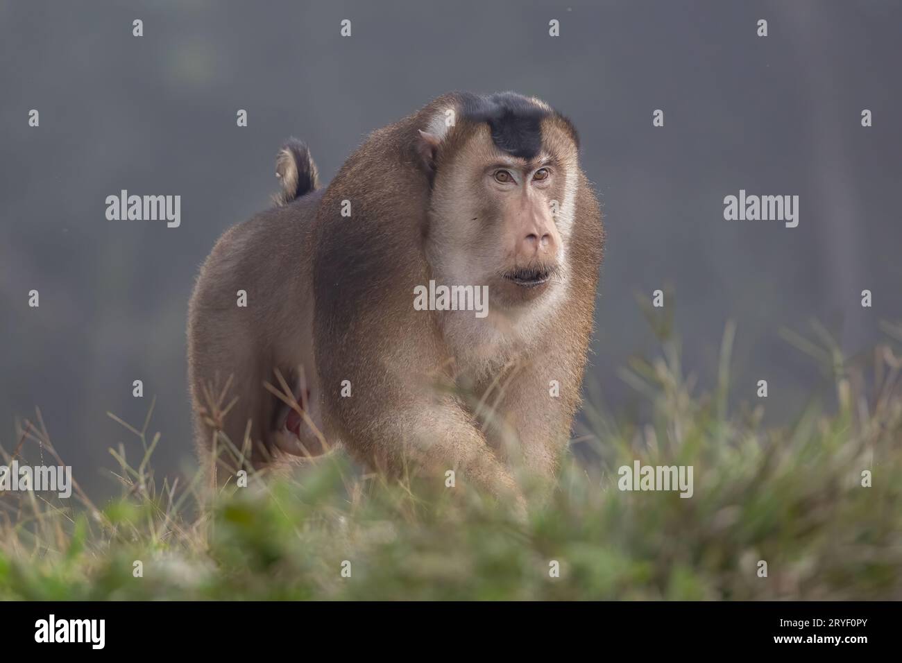 Nature wildlife of huge Pigtail Macaque find moth as food on nature ...