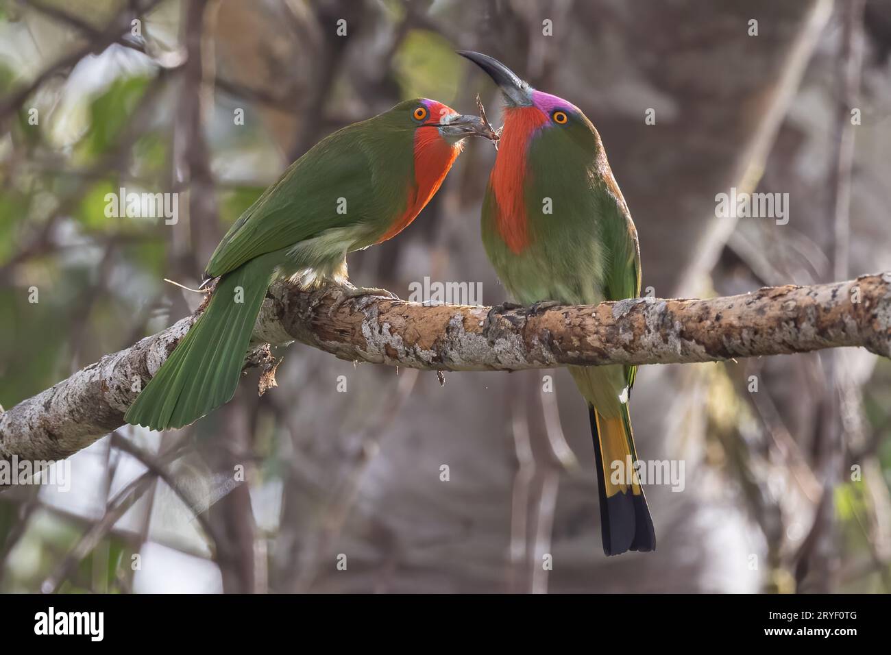 A pair of Red-bearded Bee-eater bird on tree branch in Sabah, Borneo ...