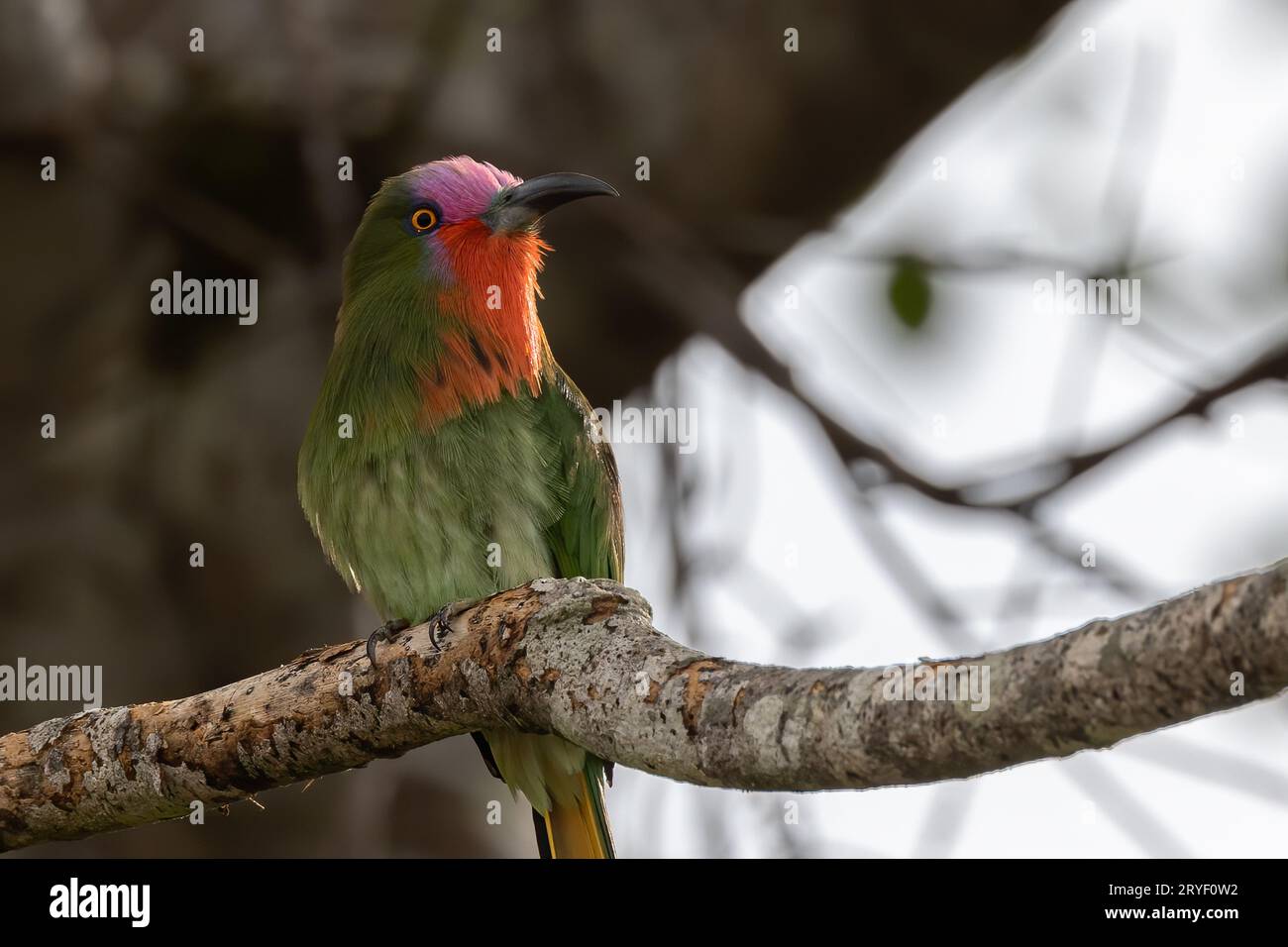 Nature wildlife bird of Red-bearded Bee-eater bird on branch Stock ...