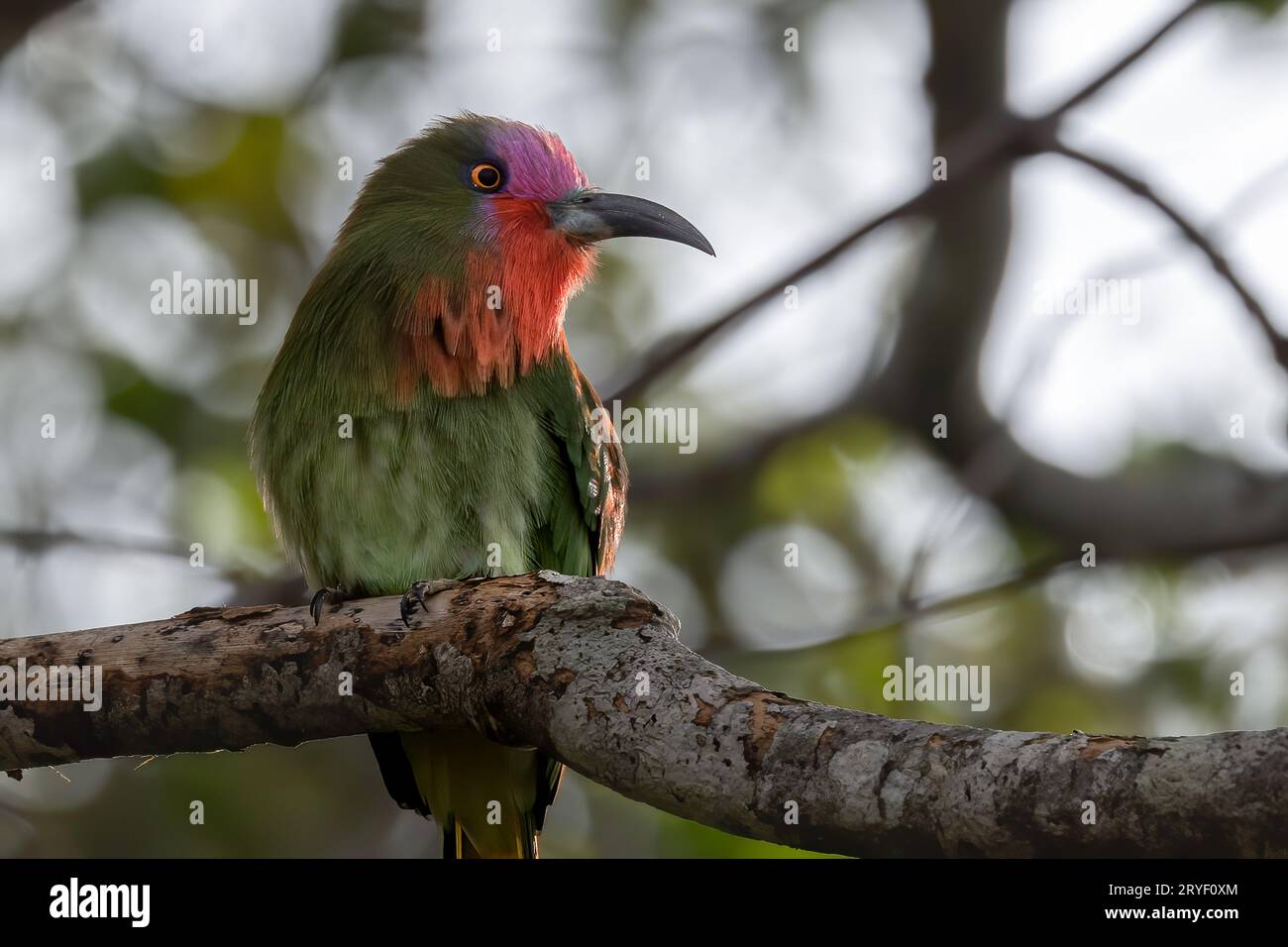Nature wildlife bird of Red-bearded Bee-eater bird on branch Stock ...