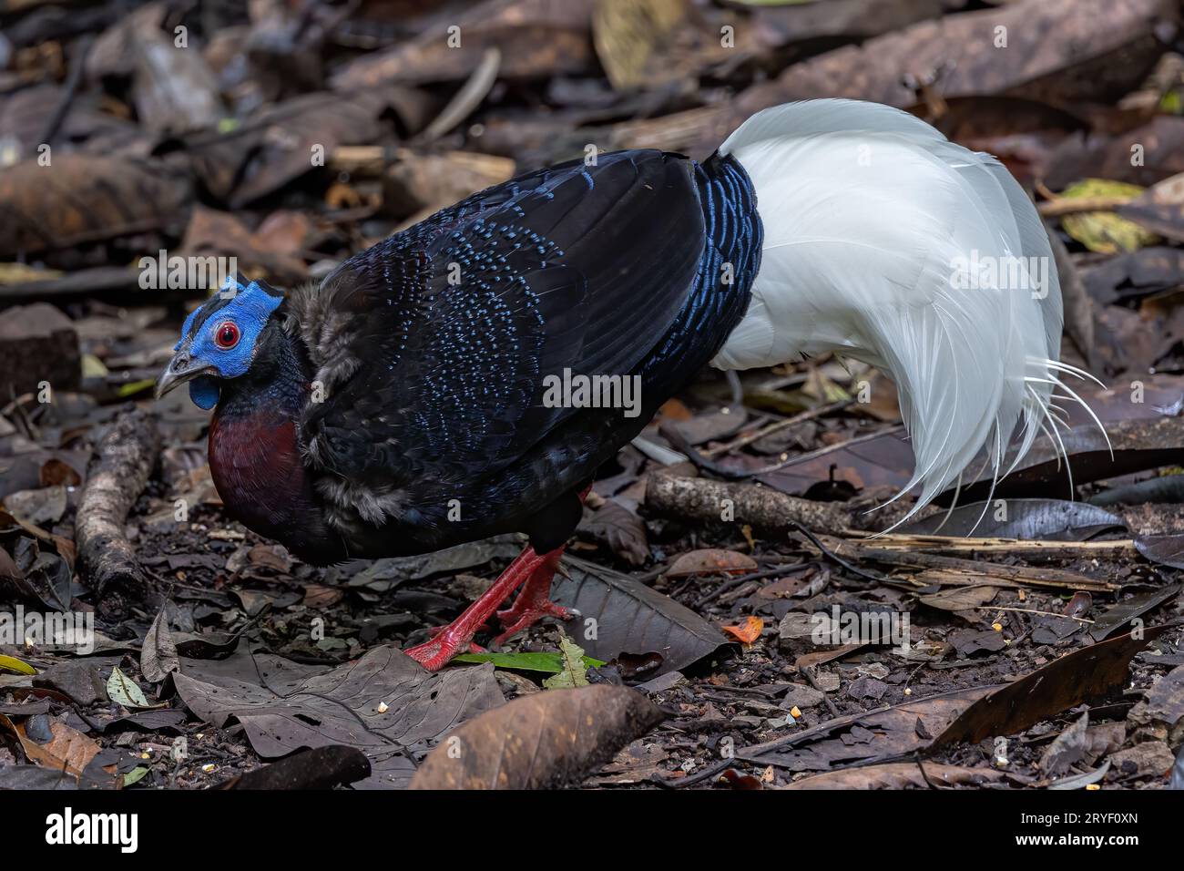 Nature wildlife of Bulwer's Pheasant rare endemic big bird of Sabah ...