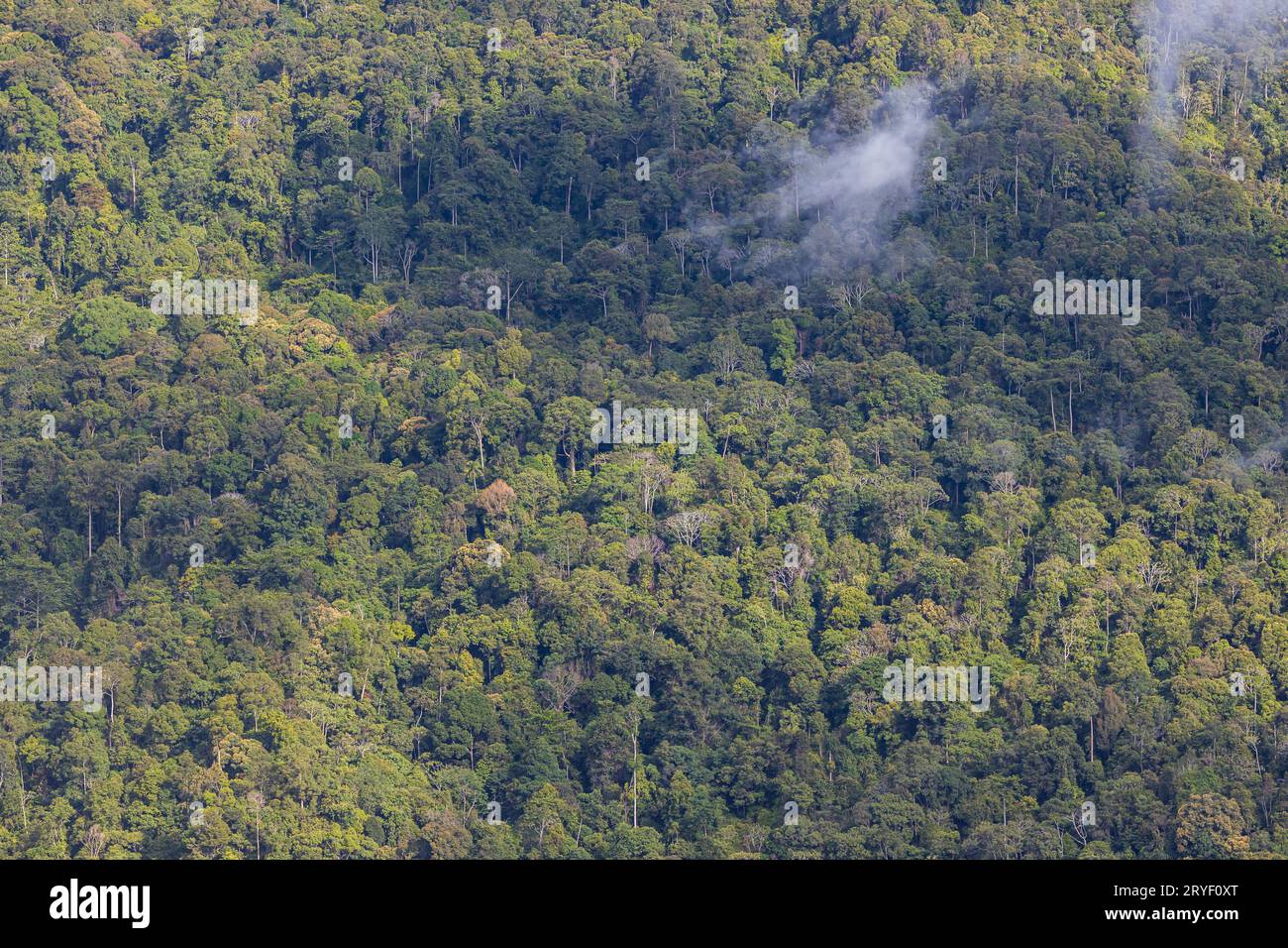 Aerial Drone image of Beautiful deep green rainforest jungle of Sabah ...