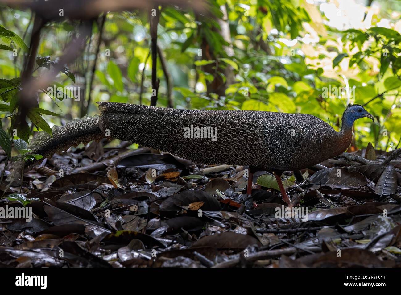 Nature wildlife image of The Great Argus in the deep jungle in Sabah ...