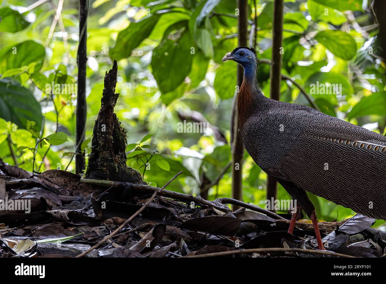 Nature wildlife image of The Great Argus in the deep jungle in Sabah ...
