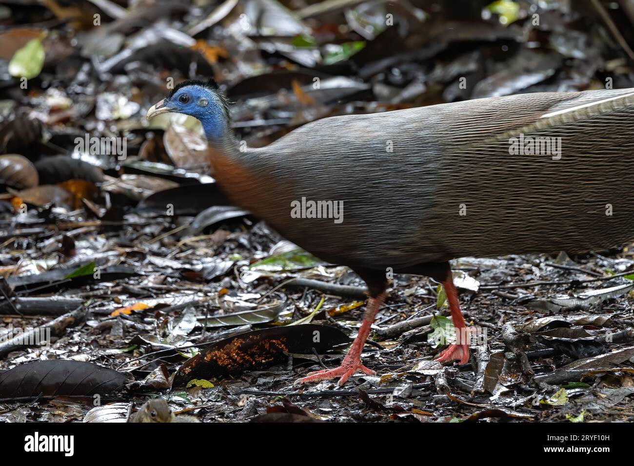 Nature wildlife image of The Great Argus in the deep jungle in Sabah ...